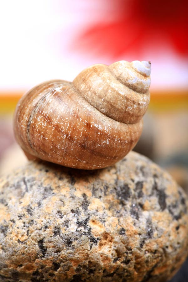 Snail shell stock image. Image of fossil, sacred, conceptual - 45280885