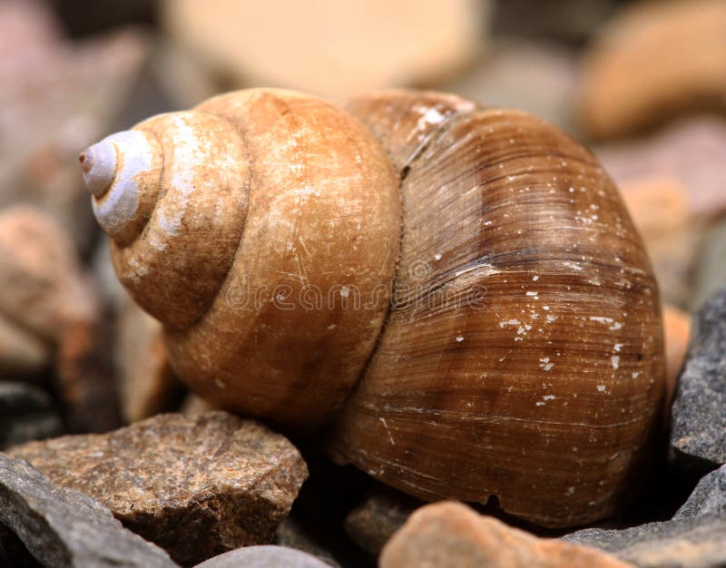 Seashell - Sacred Geometry stock image. Image of background - 45280961 Seashell - Sacred Geometry stock image. Image of background - 45280961