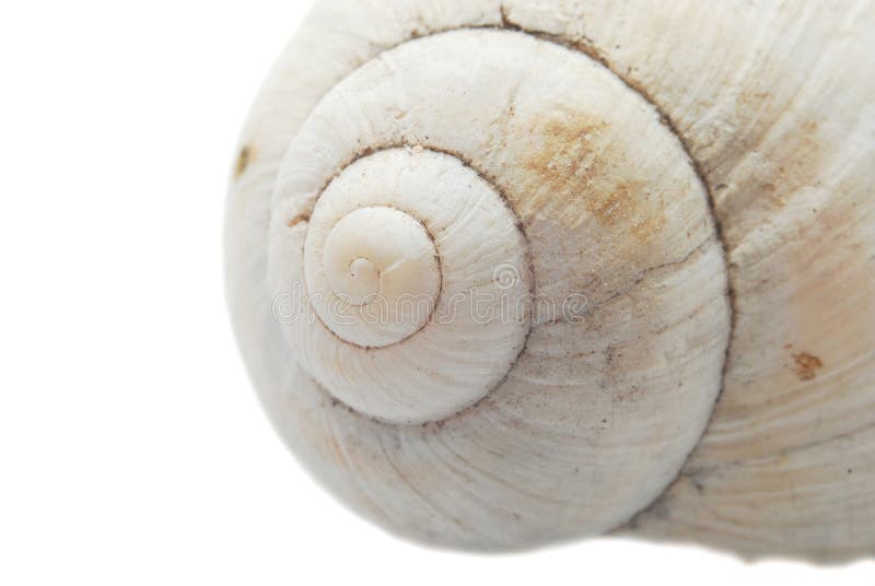 Snail shell stock photo. Image of snail, closeup, detail - 20676154