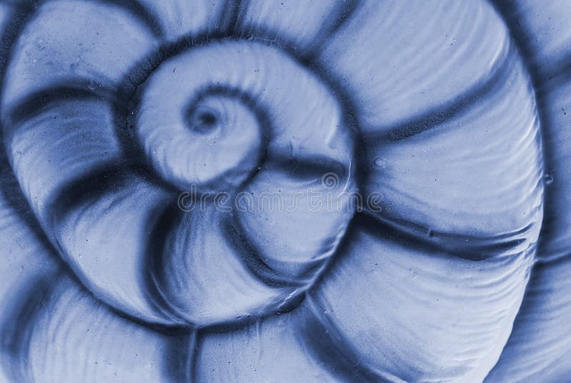 Nautilus shell stock photo. Image of fibonacci, curve - 18663064