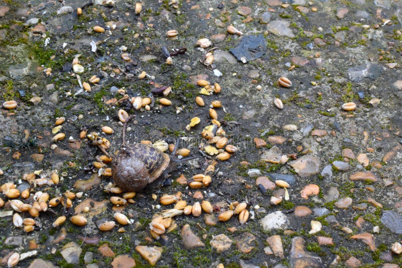 Tiny Snails Crawl Crossing 02 Stock Photo - Image of crossing, natural ...
