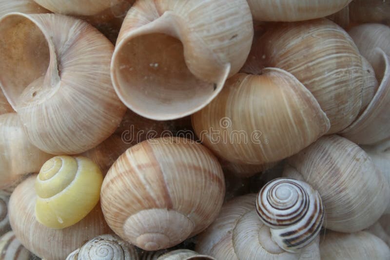 Snail Shell Picture. Image: 2600296