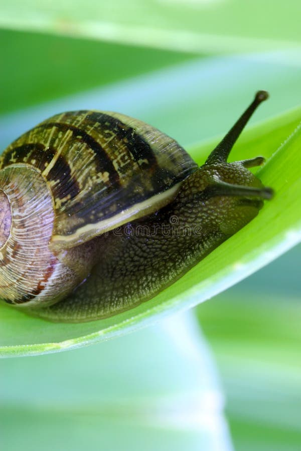Snail in Shell on Green 01 stock photo. Image of wildlife - 325873346