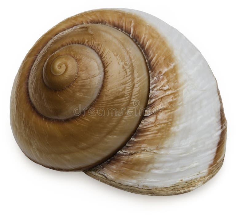 Snail Shell stock image. Image of mollusk, protection - 3414889