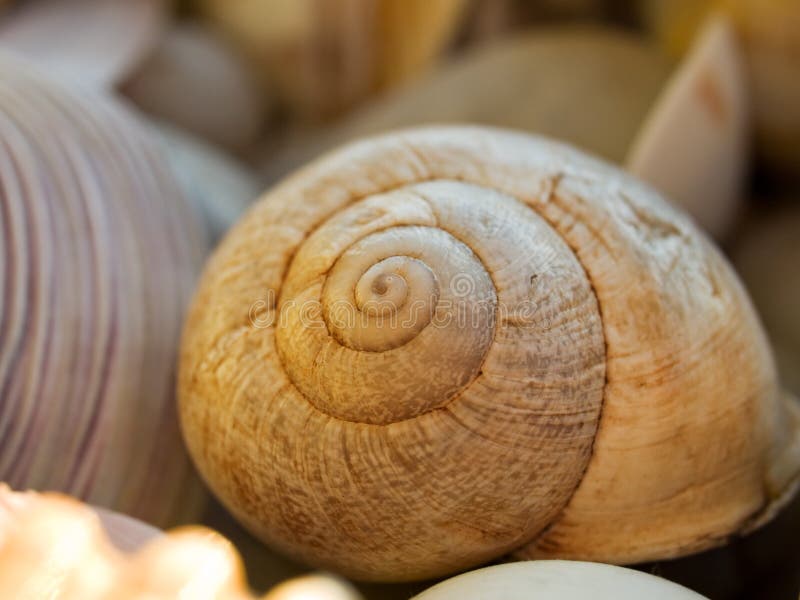 Snail shell stock photo. Image of snail, closeup, nature - 4021664