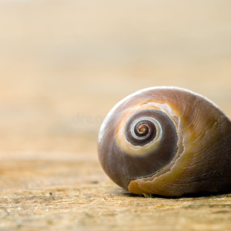 Snail shell stock photo. Image of still, spiraling, single - 4645408