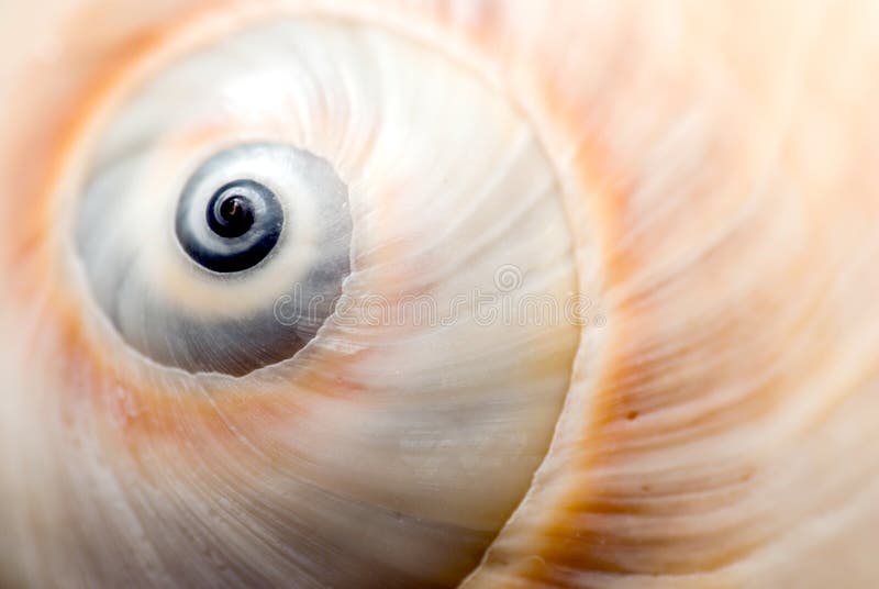 Snail shell stock image. Image of swirl, shell, pearl - 5755407