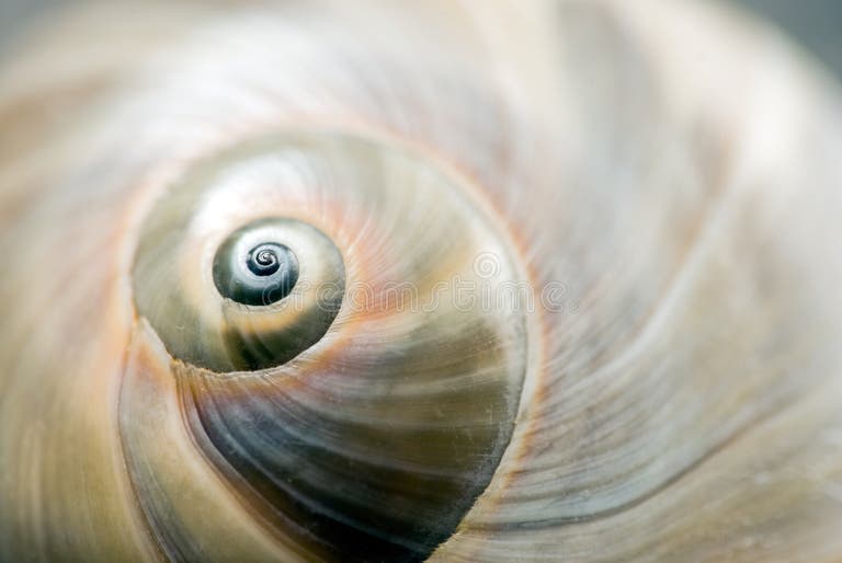Snail shell stock image. Image of swirl, shell, pearl - 5755407
