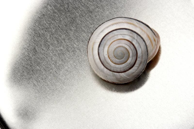 Snail shell stock image. Image of home, gastropod, spiral - 8504705