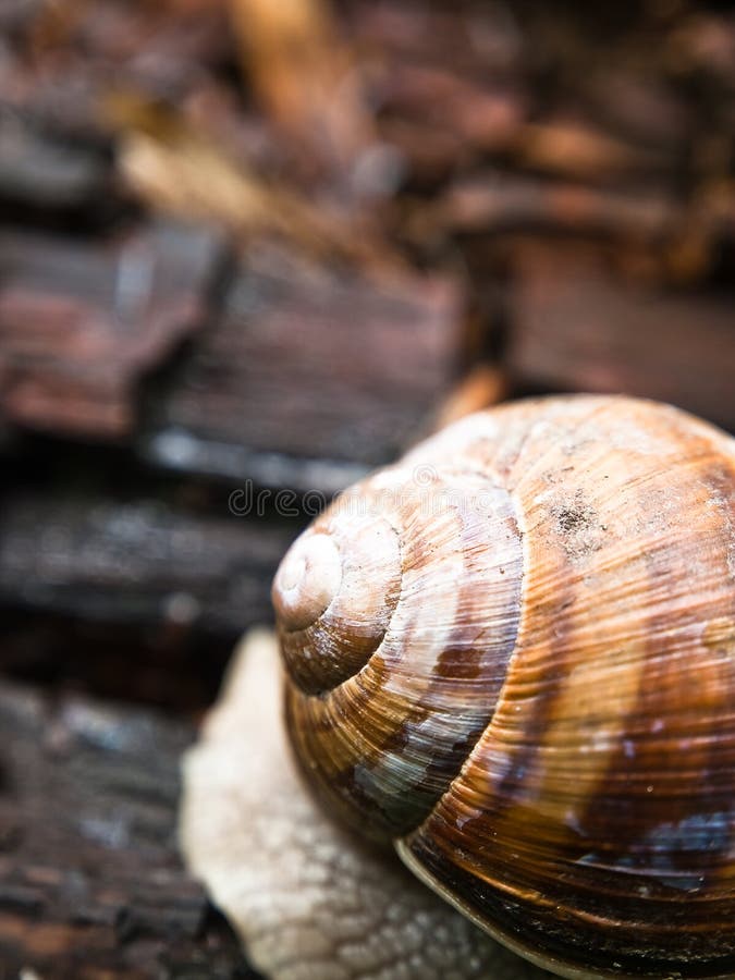 Snail shell stock photo. Image of dynamic, snail, speedy - 9390360