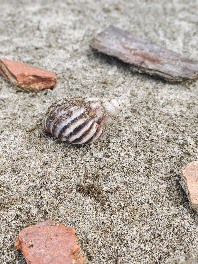 Shell with owner stock image. Image of yellow, leaf - 243061033