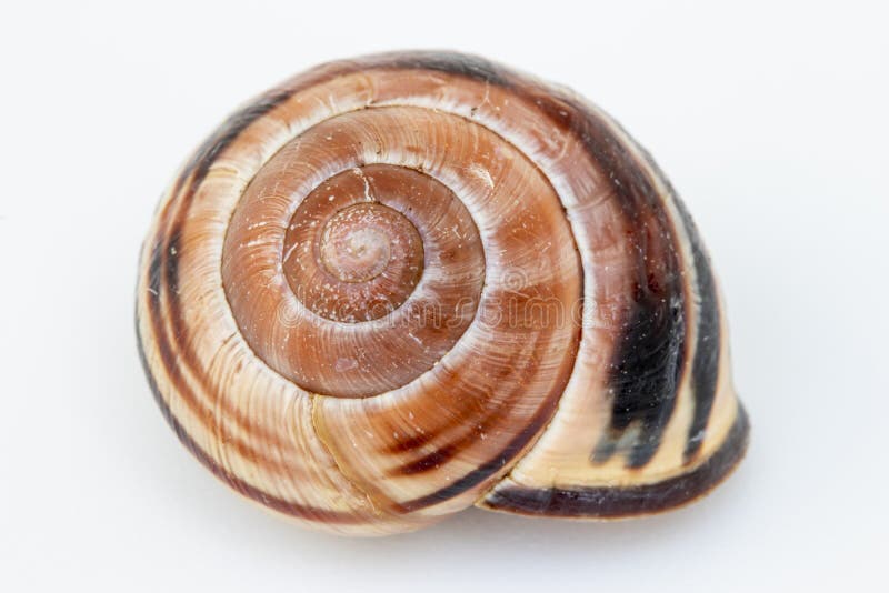 Snail Shell Against a White Background Stock Image - Image of gardens ...