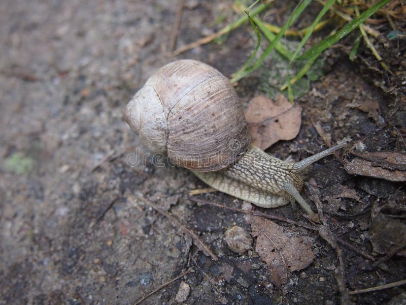 Snail in Shell: Armor for Protection Stock Photo - Image of wild ...