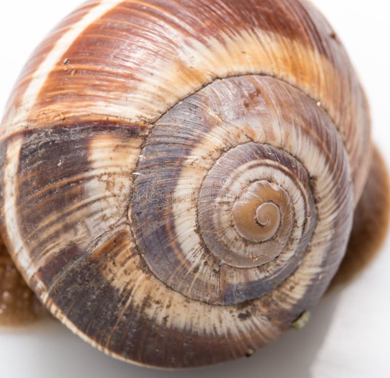 Skin Snail As Background. Super Macro Stock Photo - Image of mollusk ...