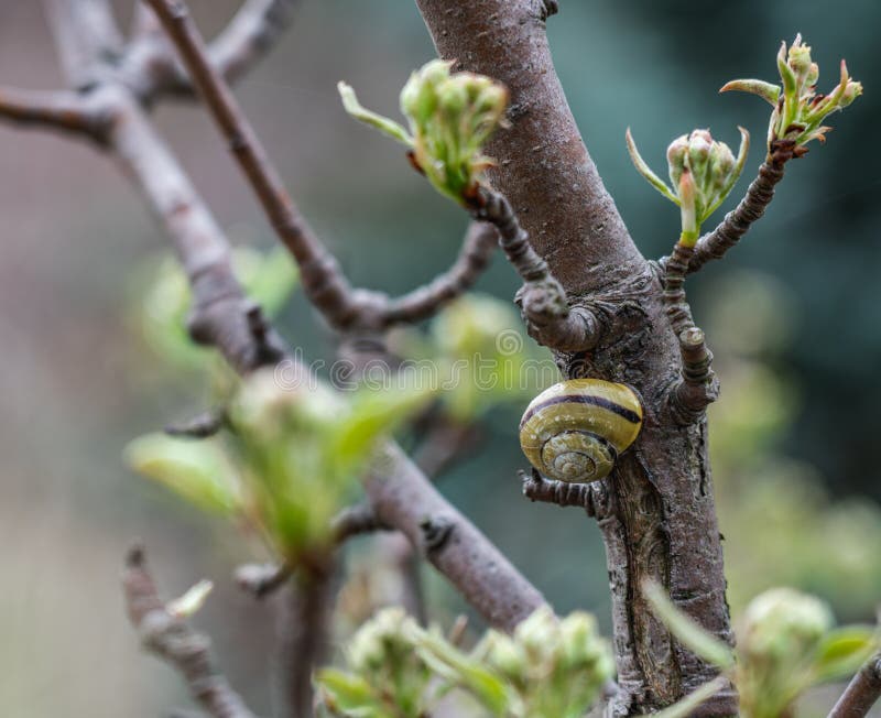 A Snail Shell Attached To a Tree Stock Photo - Image of tree, life ...
