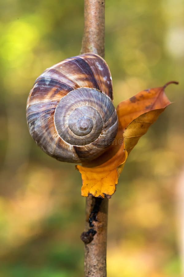 Snail Shell and Autumn Leaf on Autumn Forest Background Stock Image ...