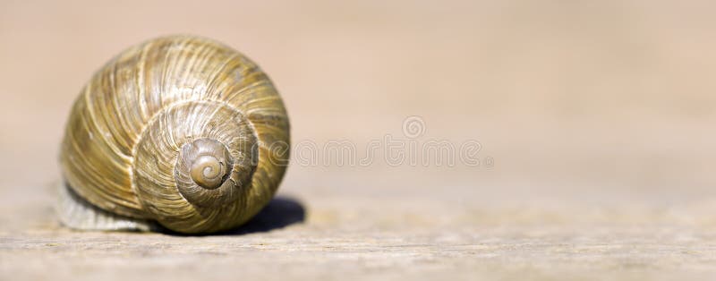 Snail Shell Banner with Copy Space Stock Image - Image of home, shell ...