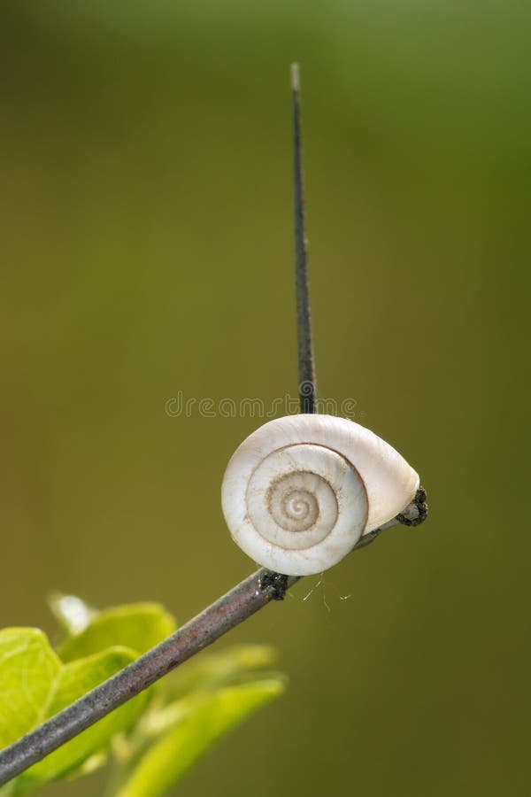 Snail shell stock photo. Image of spin, helix, eulota - 41231344
