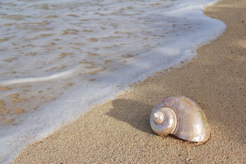 Snail Shell on the beach stock photo. Image of shell - 19894668