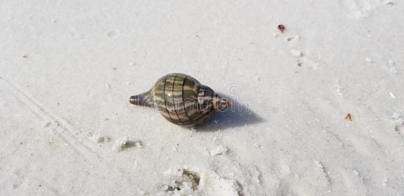 Snail shell on the beach stock photo. Image of frog - 205734664