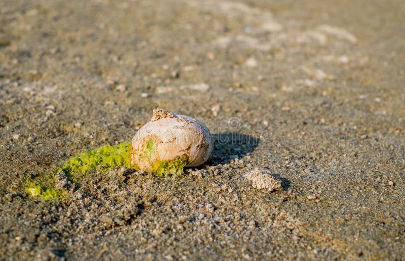 A snail shell on the beach stock image. Image of snail - 82360737