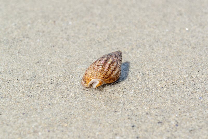 Snail shell on the beach stock photo. Image of ocean - 78942750