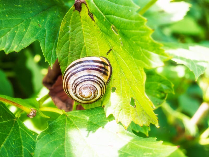 Snail Shell on Black Background with Reflection Stock Image - Image of ...