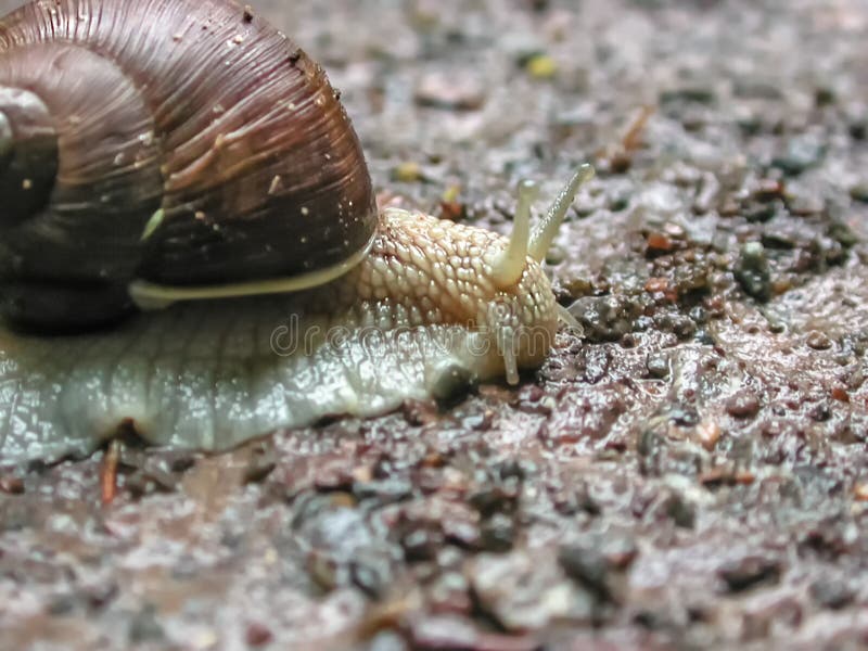 Snail Shell on Black Background with Reflection Stock Image - Image of ...