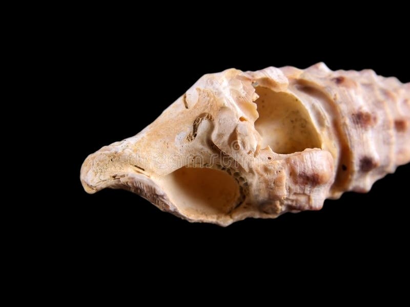 Snail Shell on Black Background with Reflection Stock Photo - Image of ...