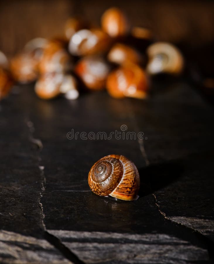 Snail Shell on Black Stone Next To Others Stock Photo - Image of food ...
