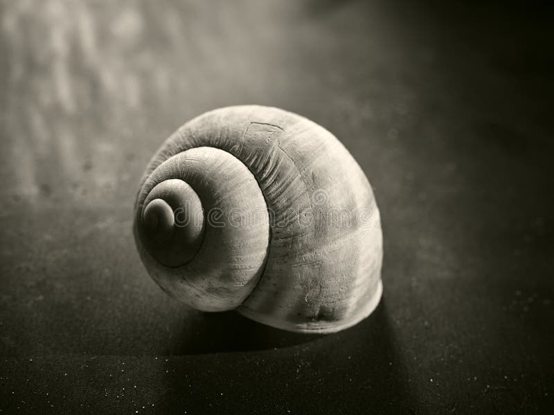 Snail shell stock photo. Image of figures, animal, shell - 52936680