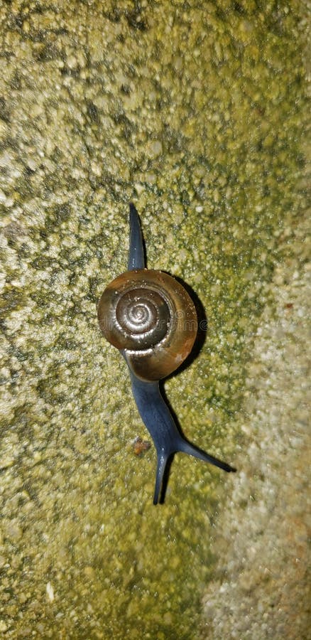Snail shell blue stock image. Image of invertebrate - 232157673