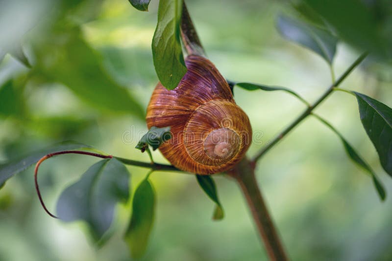 Snail on a branch stock image. Image of wild, closeup - 218789527