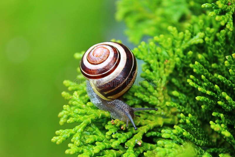 Snail with Shell on the Branch Stock Image - Image of invertebrate ...