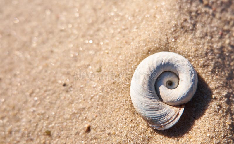 Snail Shell on a Bright Sand Stock Photo - Image of sand, decorative ...