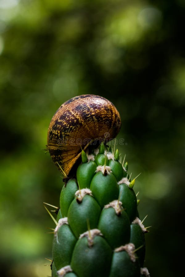 Snail shell on cactus stock photo. Image of insect, invertebrate ...