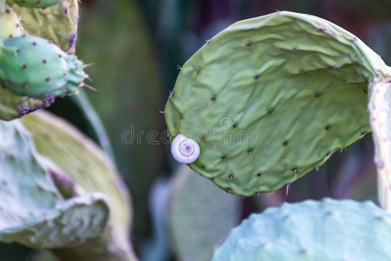Snail Shell on a Cactus Tree. Stock Image - Image of thorns, space ...