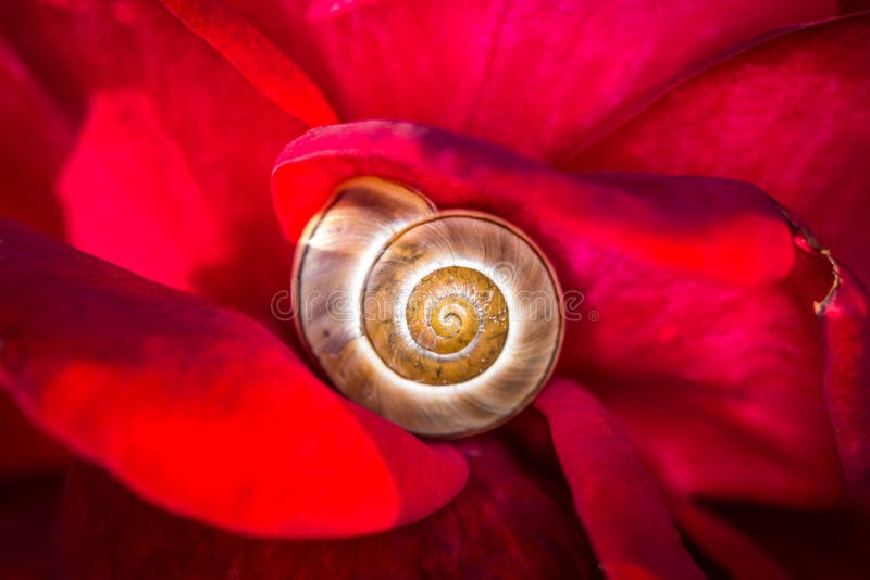 Snail Shell in the Center of a Red Rose Stock Image - Image of center ...