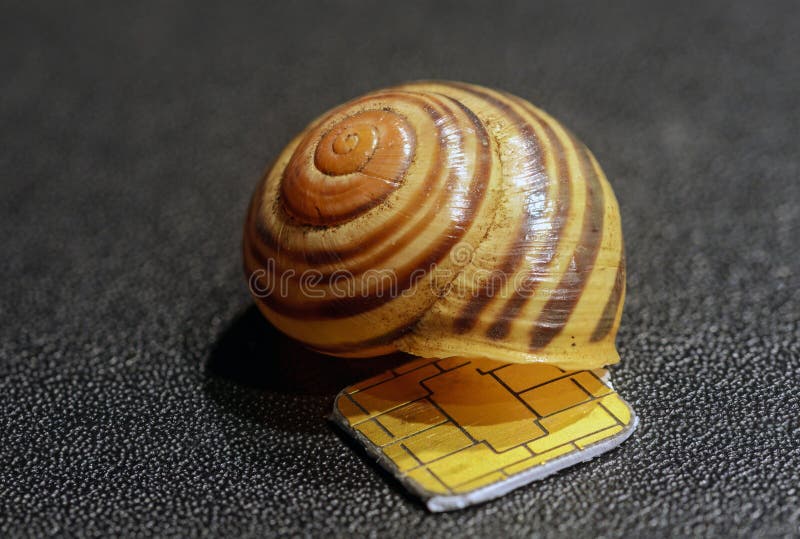 Snail shell and chip stock image. Image of microprocessor - 181082253