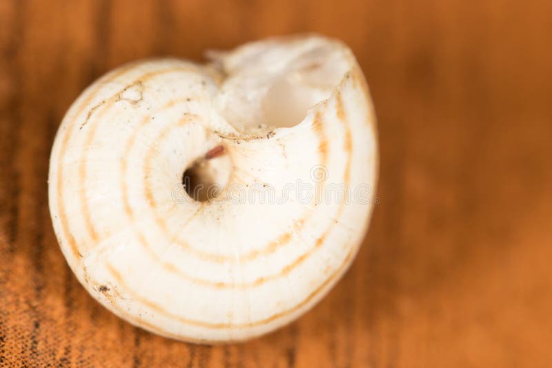 Snail shell. close stock photo. Image of ocean, arrangement - 105535728