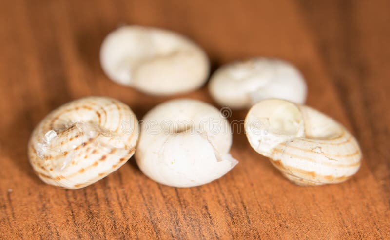 Snail shell. close stock photo. Image of nature, cupped - 105535760