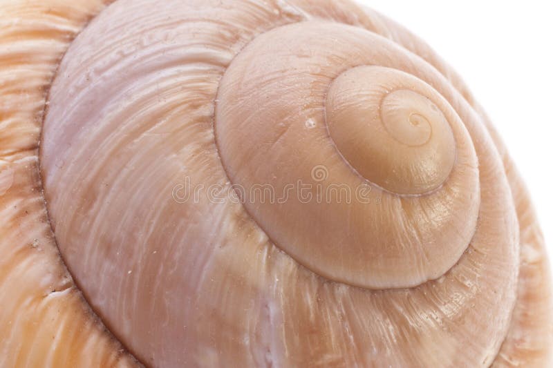 Snail Shell stock photo. Image of organic, house, mollusk - 33660894