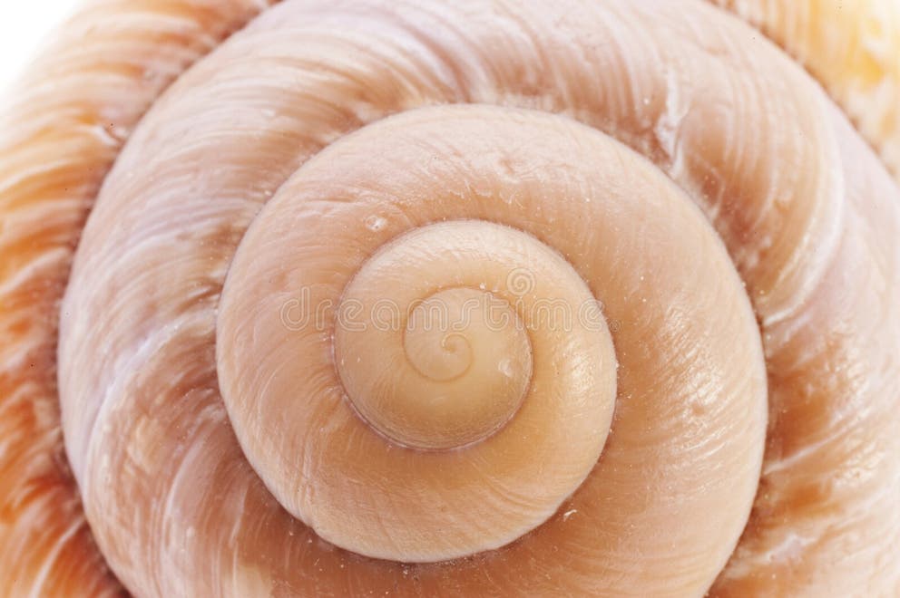 Snail Shell stock image. Image of biology, bionics, house - 33660913