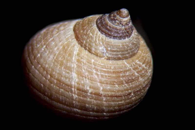 Snail shell stock image. Image of beach, biology, spiral - 34030113