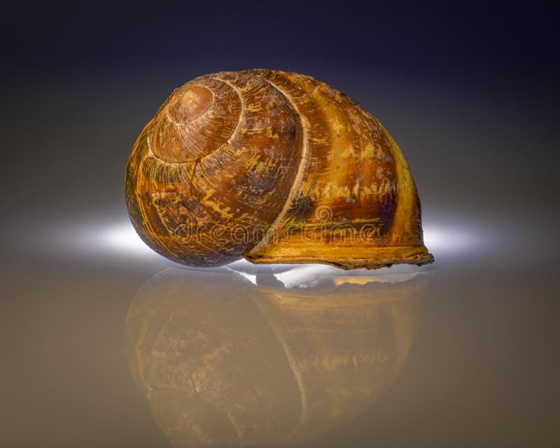 Single Empty Snail Shell stock photo. Image of brown - 184374086