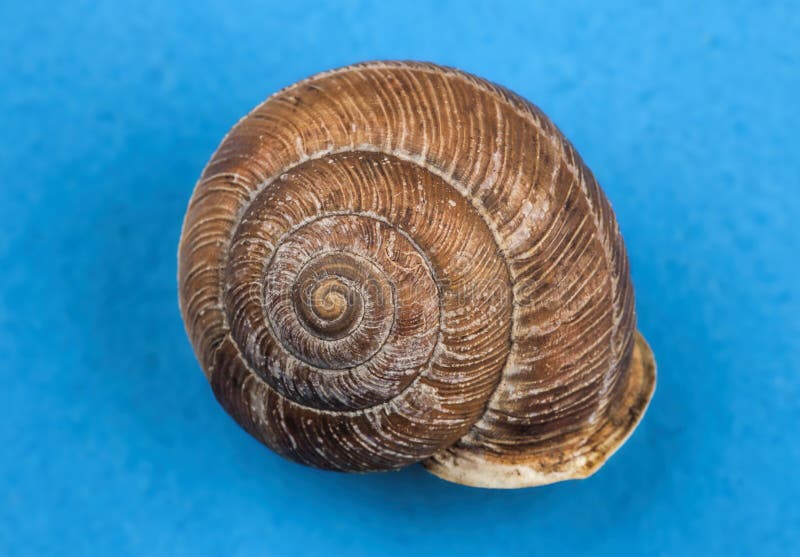Snail shell. stock photo. Image of design, detail, striped - 43879054