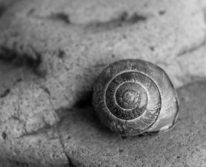 Snail shell stock photo. Image of snail, shell, texture - 56510068