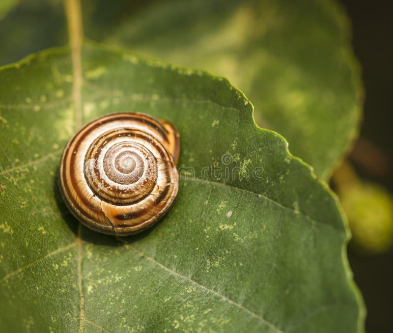 Snail Shell stock image. Image of circular, close, brown - 83501755