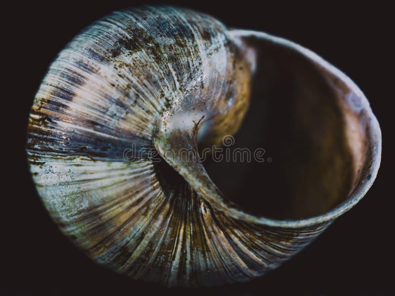 Snail Shell in Close Up. Still Life Photography Stock Image - Image of ...