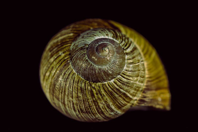 Snail Shell in Close Up. Still Life Photography Stock Photo - Image of ...